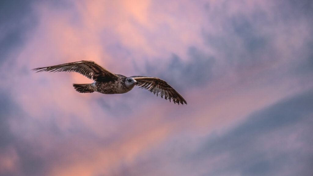 Logical Level Alignment: Im Einklang mit deinen Zielen | Carolin Mallmann