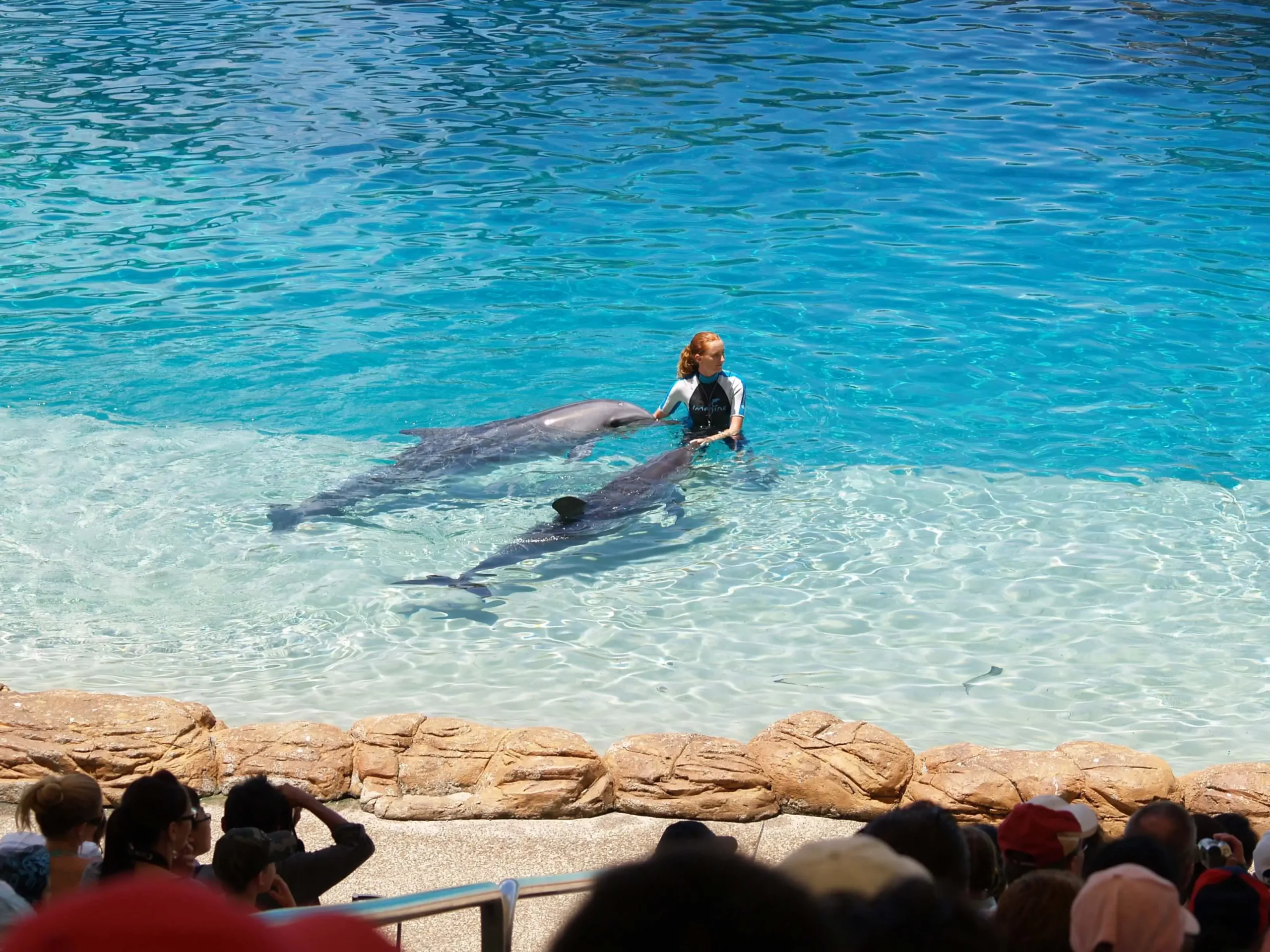Krafttier Delphin: Weisheit & Führung des Seelentiers | Carolin Mallmann