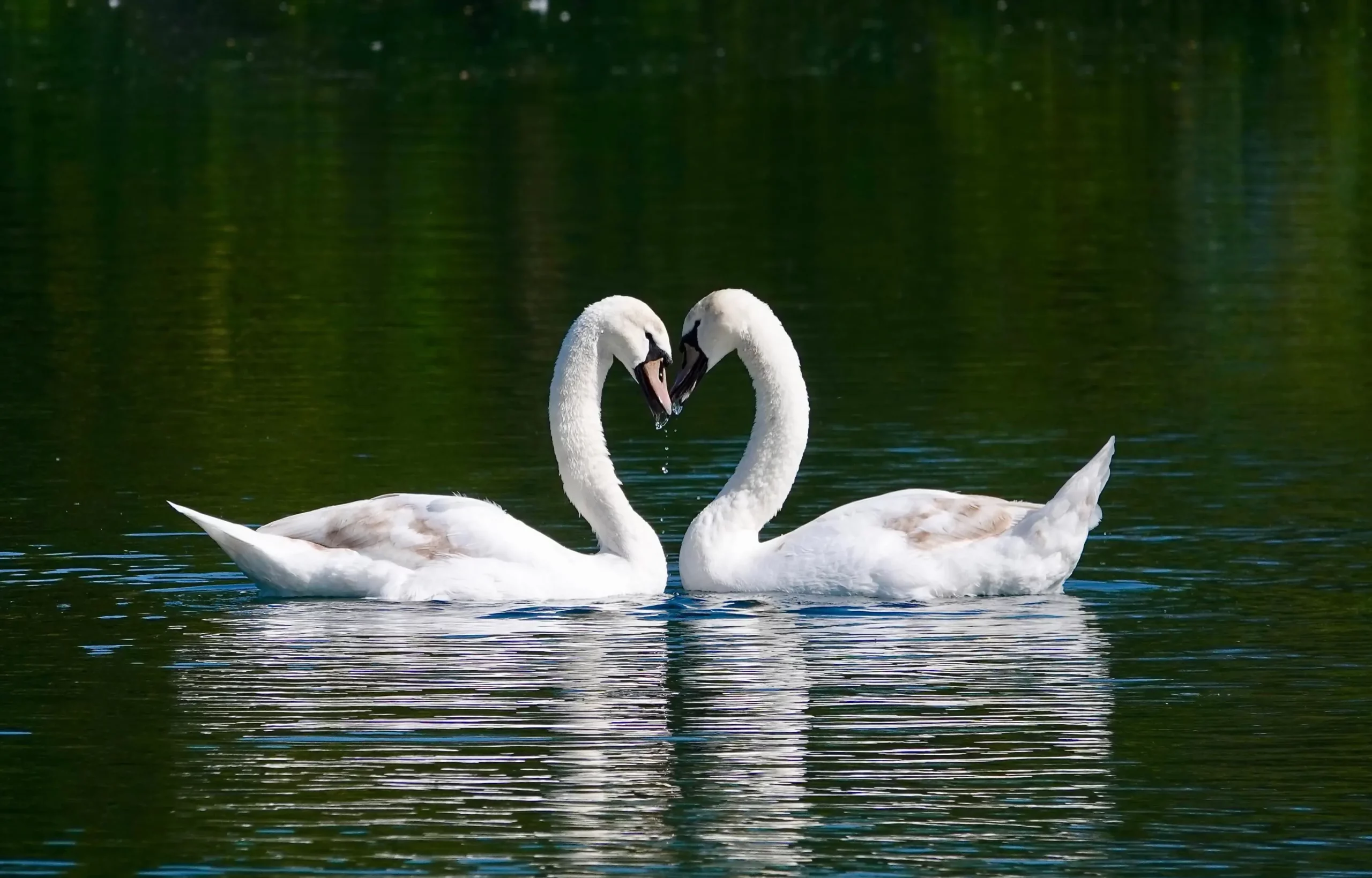 Krafttier Schwan: Die Schönheit des Seins | Carolin Mallmann